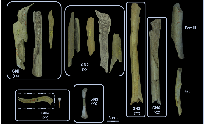 Research by CSUN Prof Finds Neandertal Females and Children Were ...